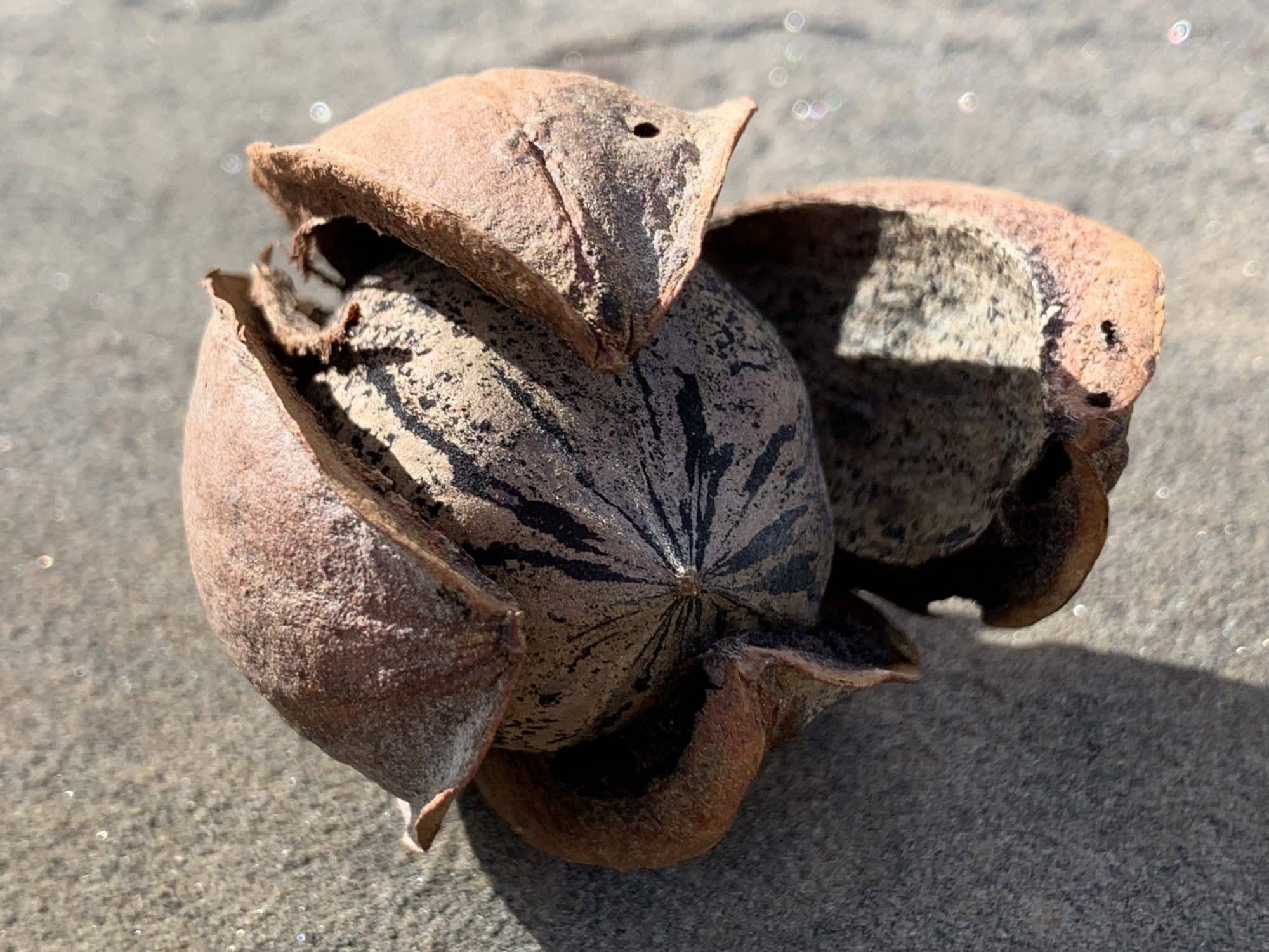 5 cool things you probably didn't know about pecans - Smart Lifebites